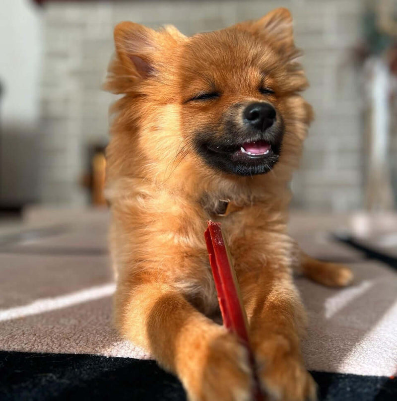 W’ZIS? | Vegan Dog Treats and Chews